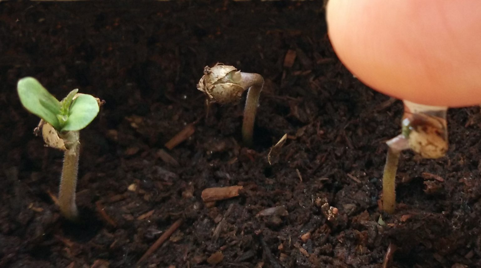 Cannabis Seedling Problems: How to Resolve Any Issues - Weed KB