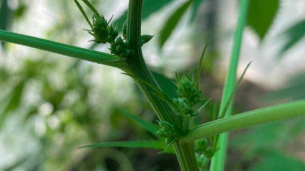 Marijuana Seedlings: Their Anatomy, Growth, and Identification - Weed KB