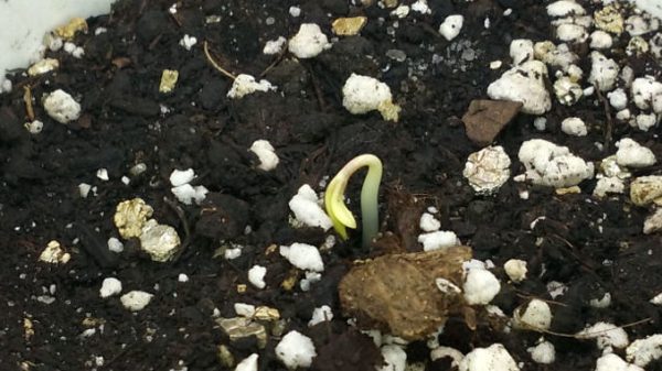 Marijuana Seedlings: Their Anatomy, Growth, and Identification - Weed KB