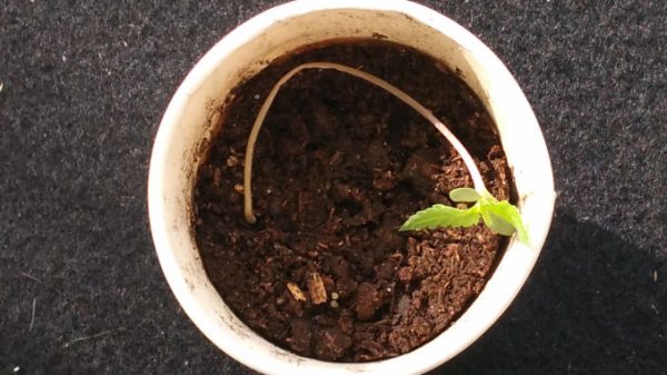 Cannabis Seedling Problems: How to Resolve Any Issues - Weed KB