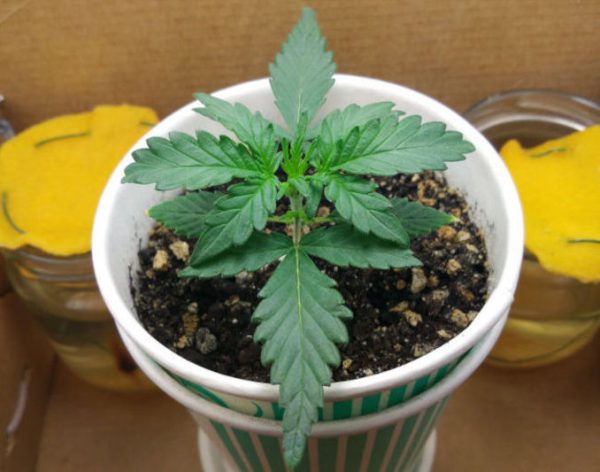 Transplant Autoflower from Solo Cup w/o Shock: An Easy Way - Weed KB