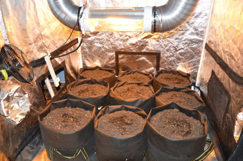Organic Autoflower Grow: Taking Care of Soil, Roots, Nutrients - Weed KB