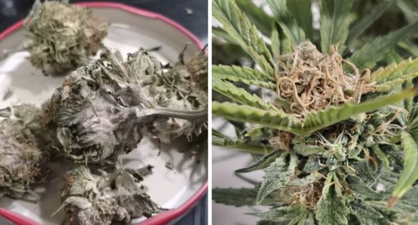 Autoflower Temp and Humidity: With Real-Life Examples - Weed KB