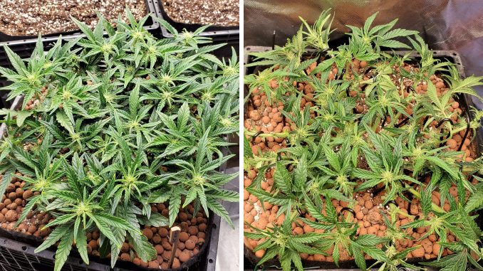 Can You Defoliate Autoflowers? Grow Questions Answered - Weed KB