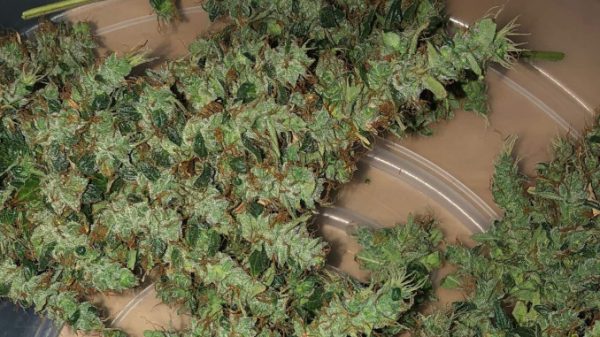Foxtailing Buds: Good or Bad? Causes, Fixes, and More - Weed KB