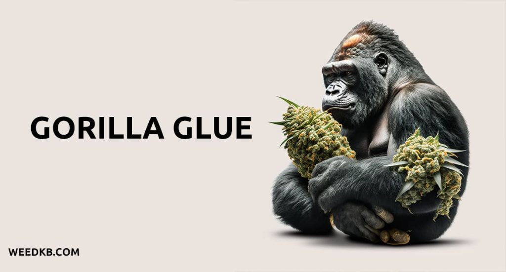 Autoflower Temp and Humidity: With Real-Life Examples - Weed KB