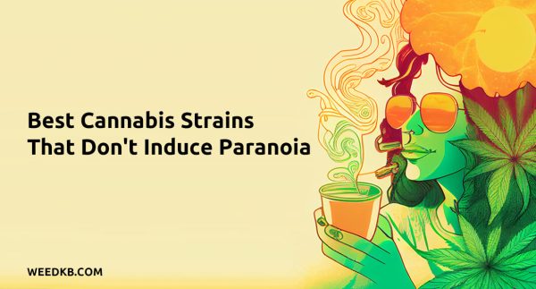 Top 5 Marijuana Strains That Won't Cause Paranoia - Weed KB